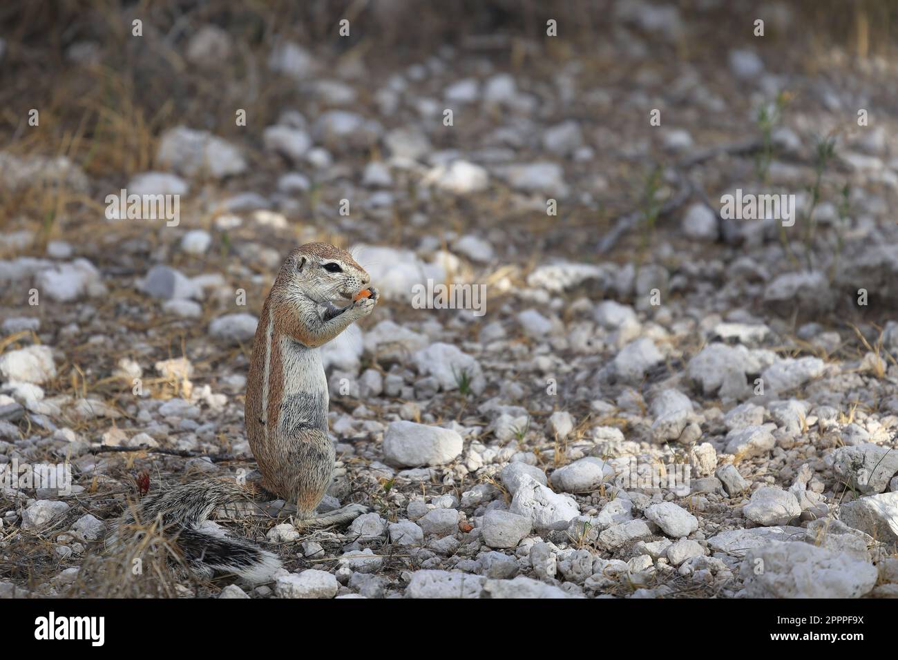 Gopher animal hi-res stock photography and images - Alamy