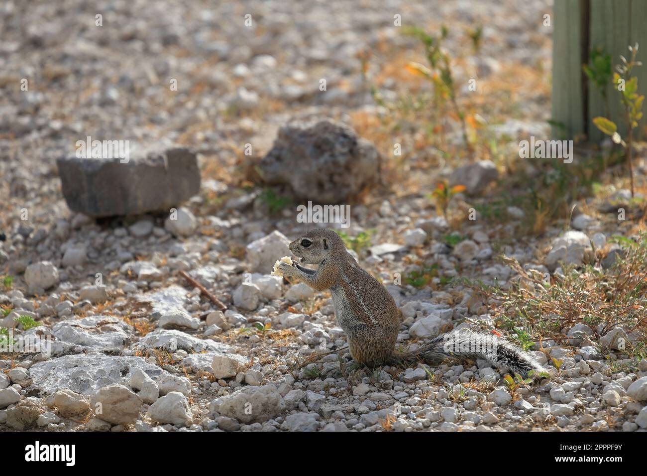Gopher animal hi-res stock photography and images - Alamy