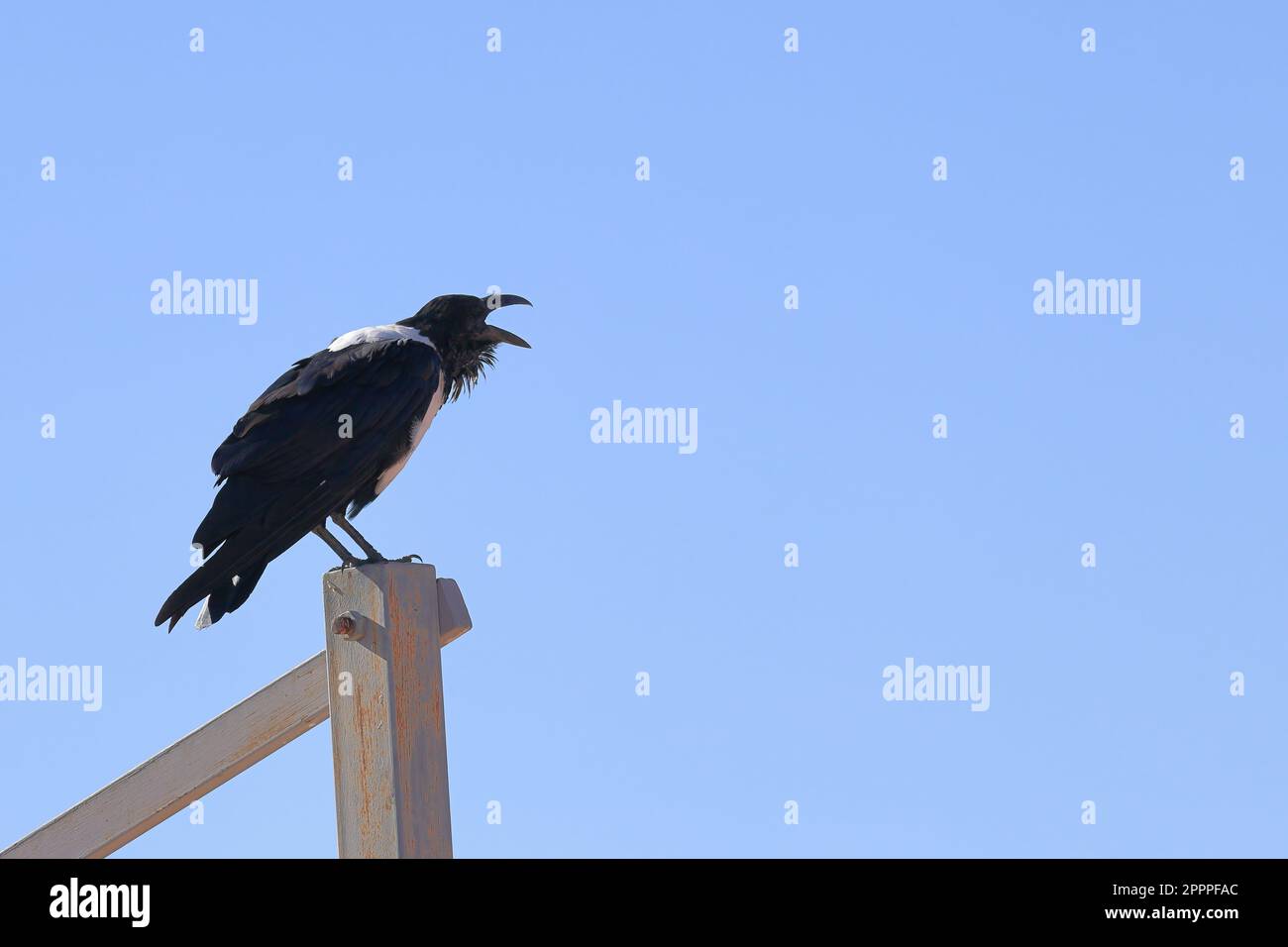 pied crow perching on a metal construction Stock Photo - Alamy