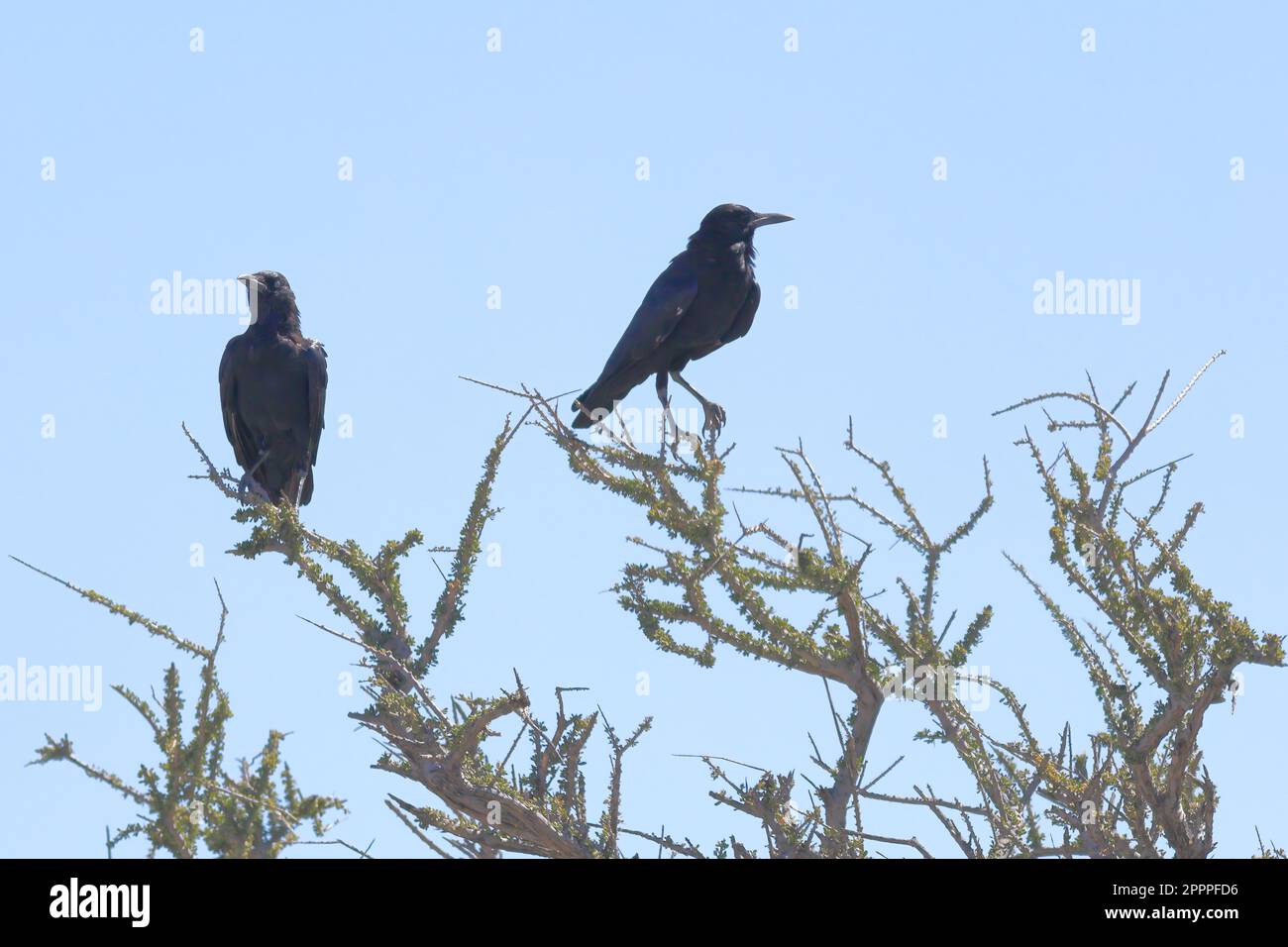 Crows perching in a tree hi-res stock photography and images - Alamy