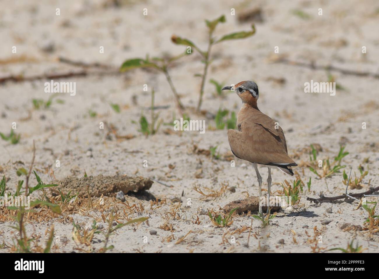 cursorius temminckii in the wild of etosha national park Stock Photo ...