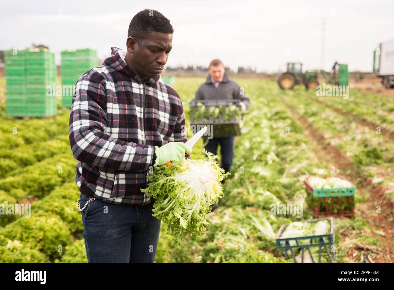 African farm worker harvesting frisee Stock Photo - Alamy