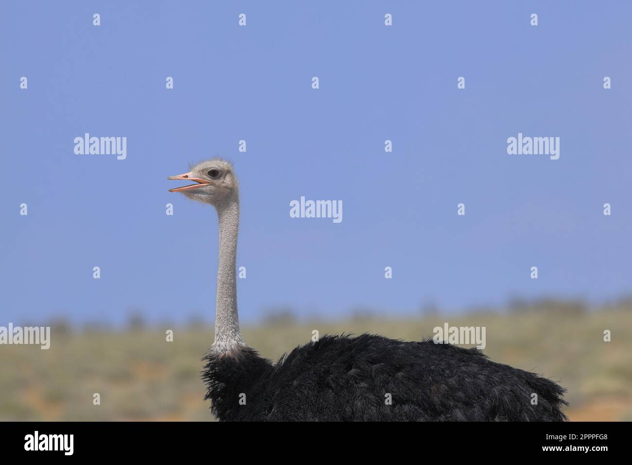 ostrich in the wild of etosha Stock Photo - Alamy