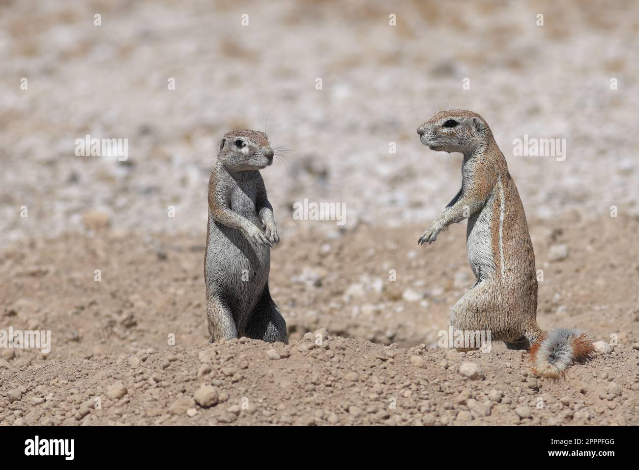 gophers in the wild of etosha Stock Photo - Alamy
