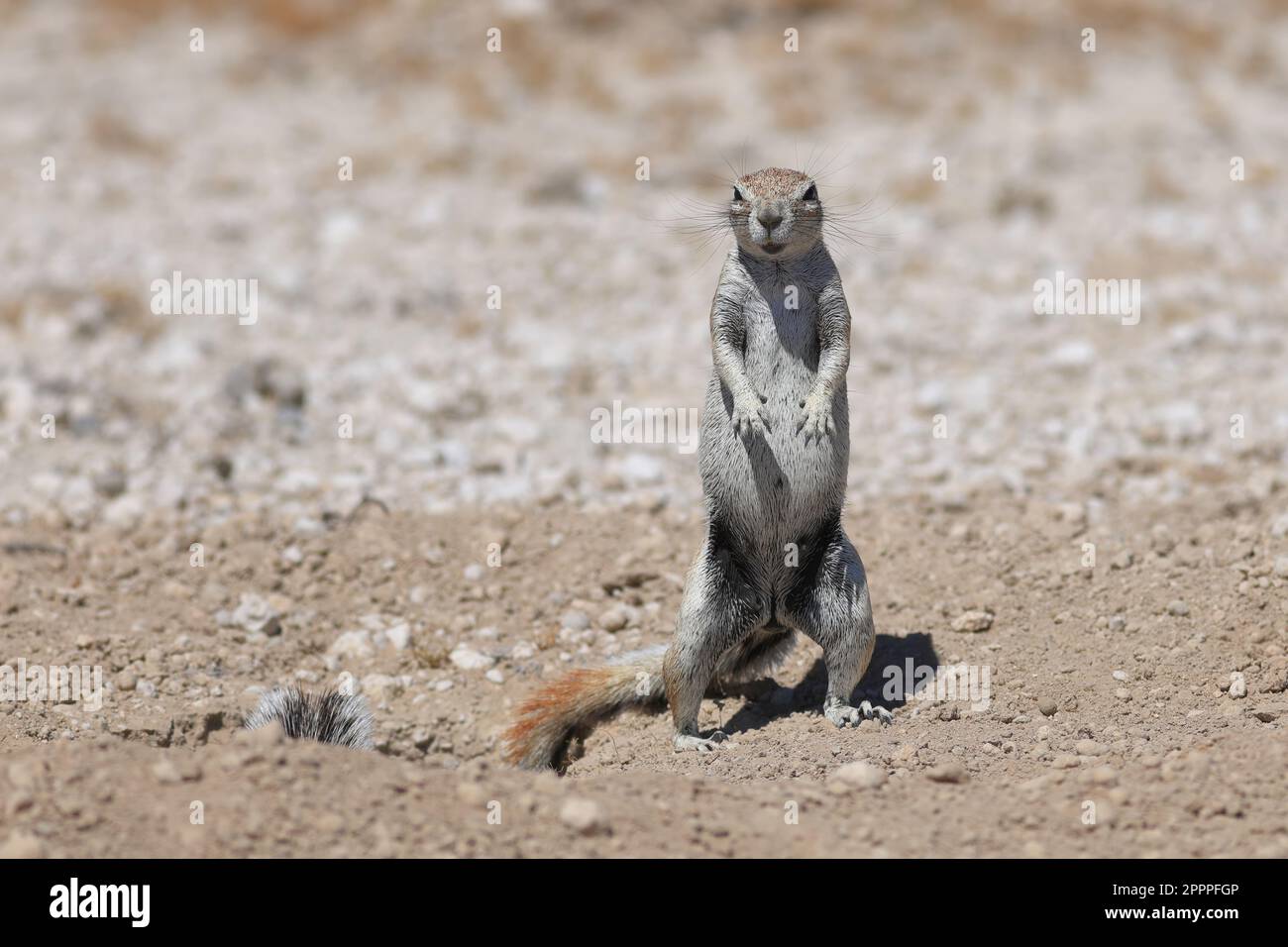 Gopher animal hi-res stock photography and images - Alamy