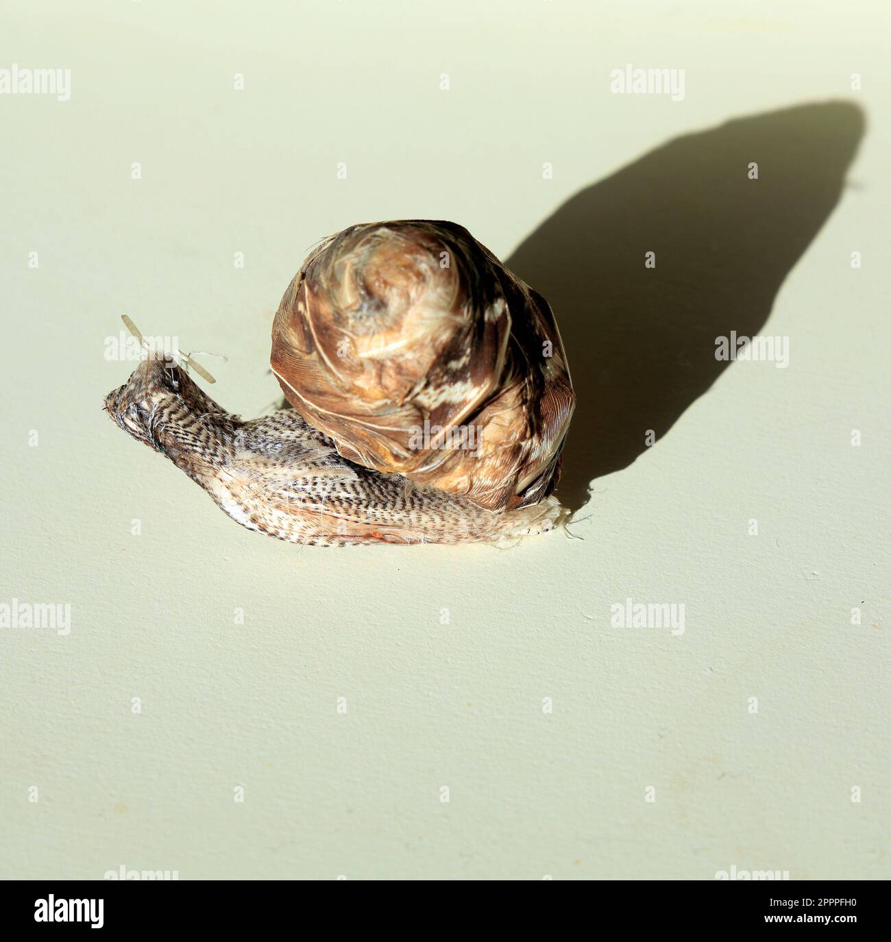 Snail model hi-res stock photography and images - Alamy
