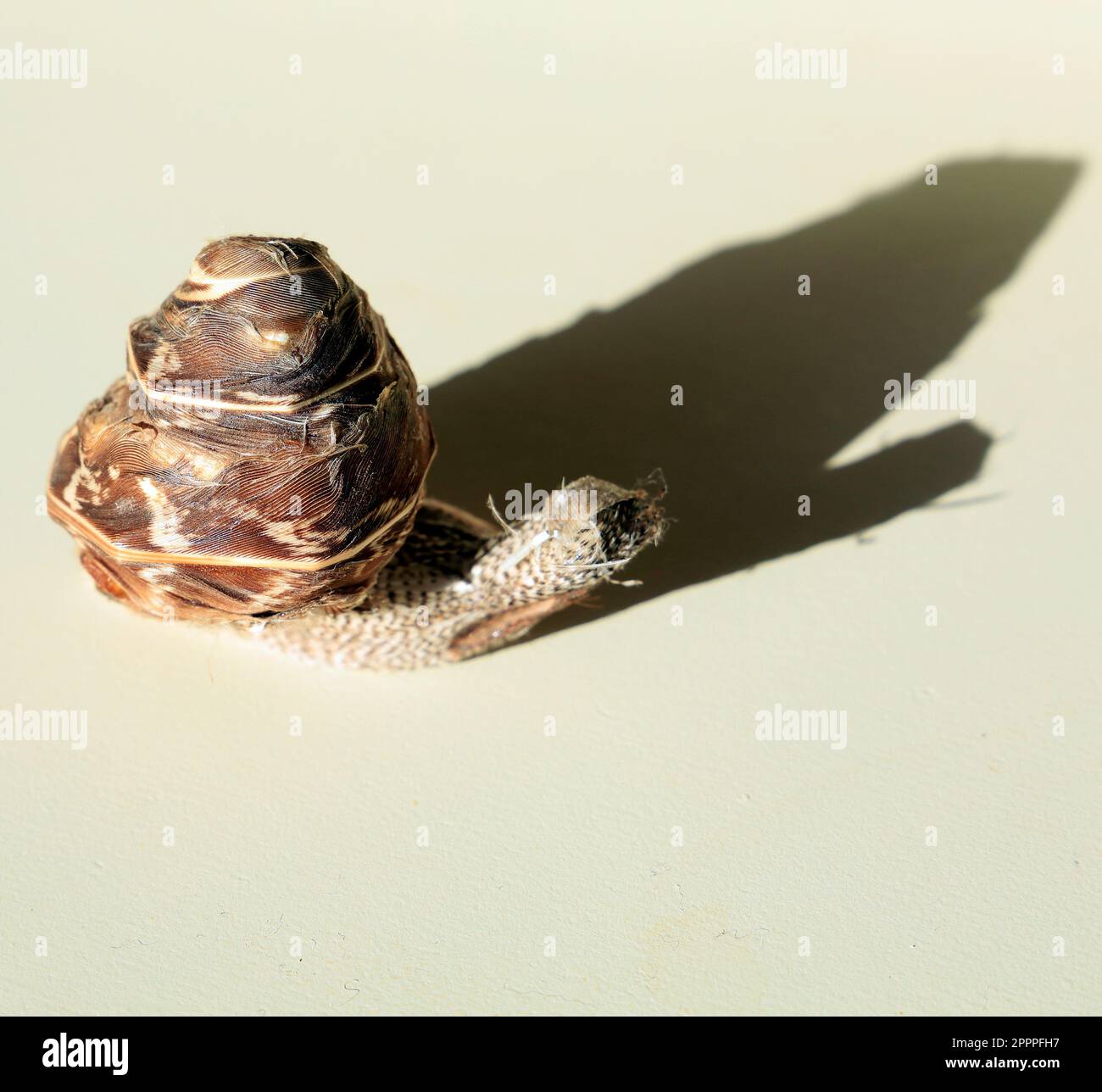 Strange model of a snail made out of feathers Stock Photo - Alamy