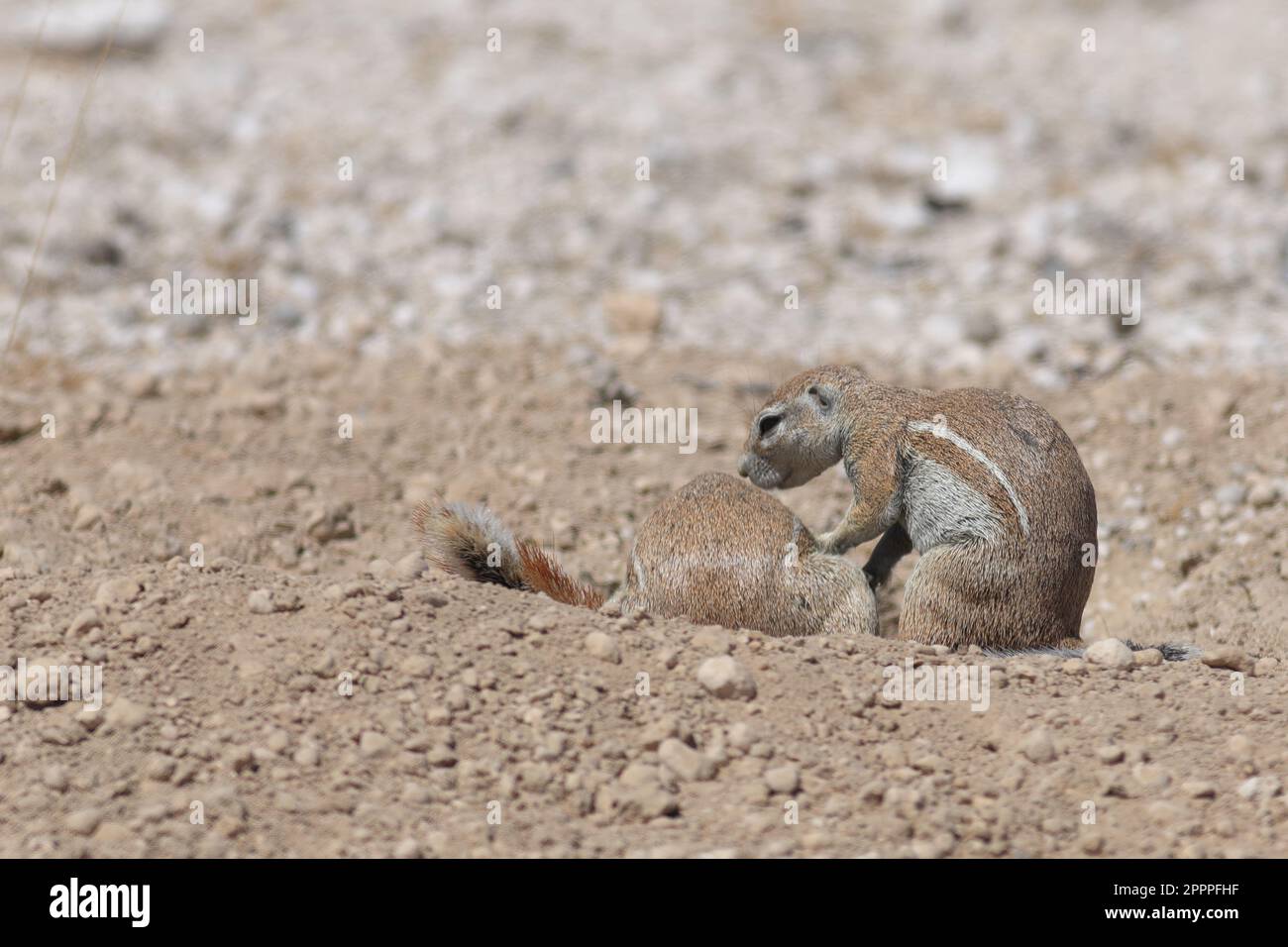 Gophers hi-res stock photography and images - Alamy
