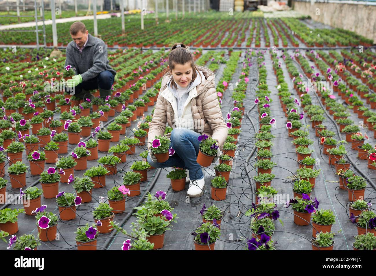 Female florist arranging pots hi-res stock photography and images - Alamy