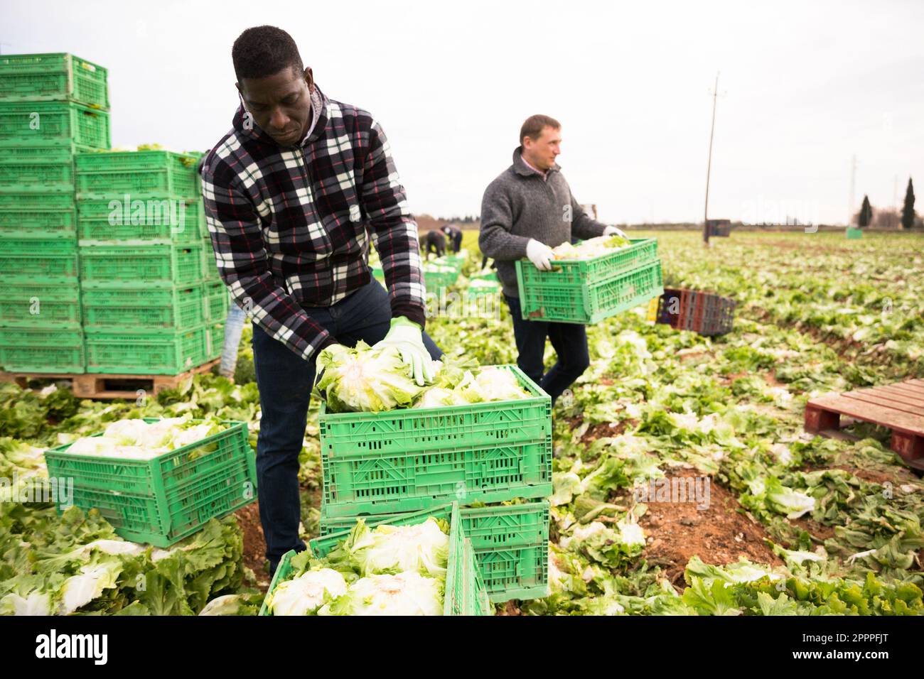 African farmer putting green leaf lettuce in boxes Stock Photo - Alamy