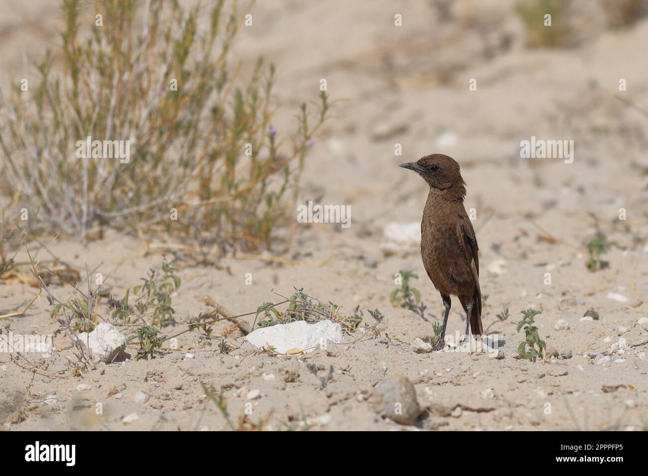ant-eating chat in the wild of Namibia Stock Photo - Alamy