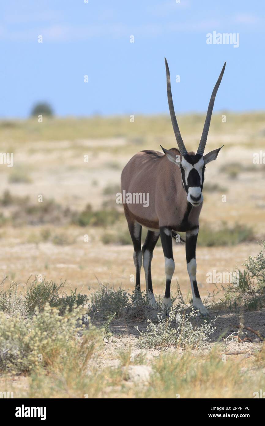 oryx antelope in the wild of etsoha Stock Photo - Alamy