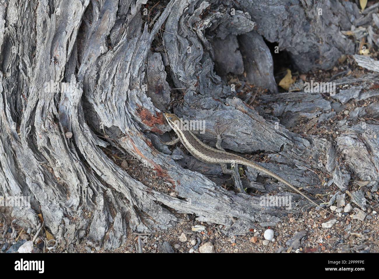close up of a skink in Namibia Stock Photo - Alamy