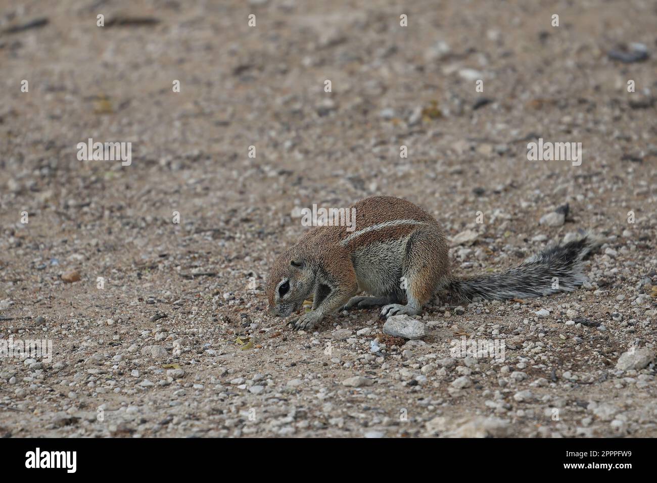 Gopher animal hi-res stock photography and images - Alamy