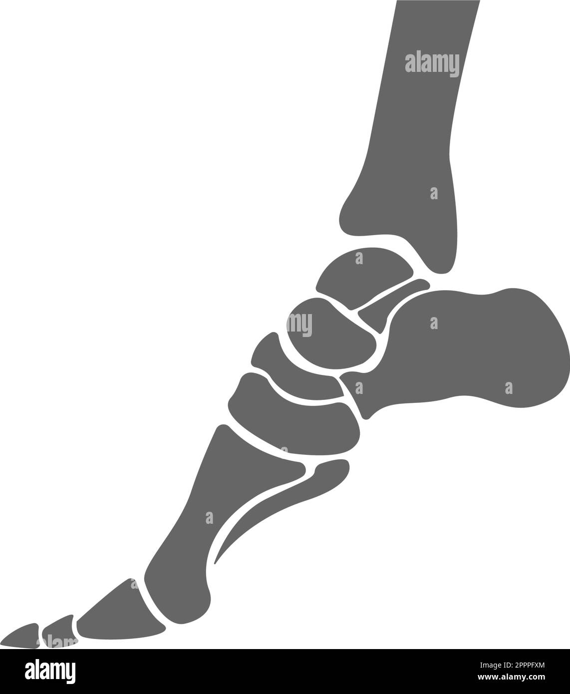 Simple foot illustration hi-res stock photography and images - Alamy