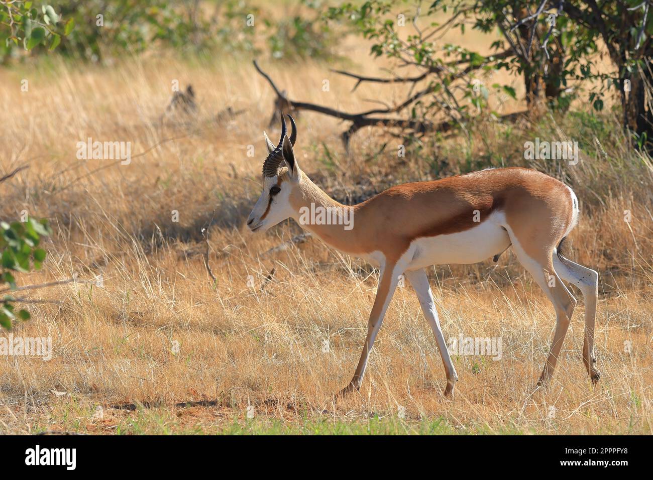 springbok in the wild of etosha Stock Photo - Alamy
