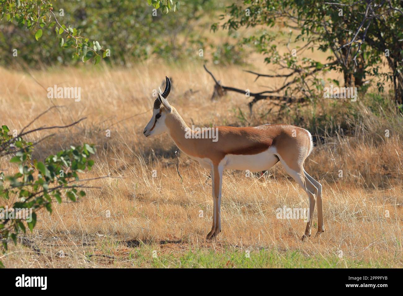 springbok in the wild of etosha Stock Photo - Alamy