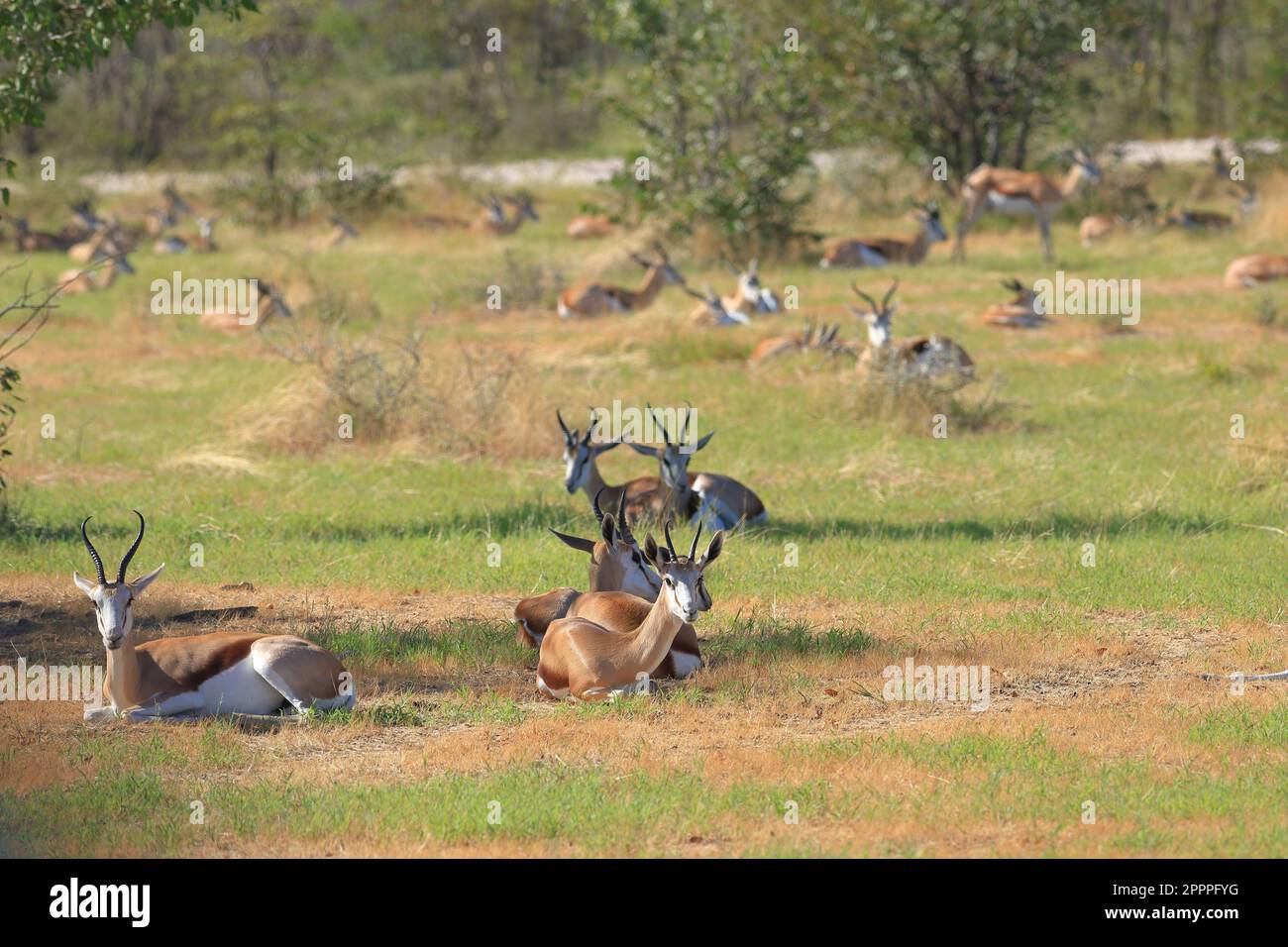 Gazelle resting hi-res stock photography and images - Alamy