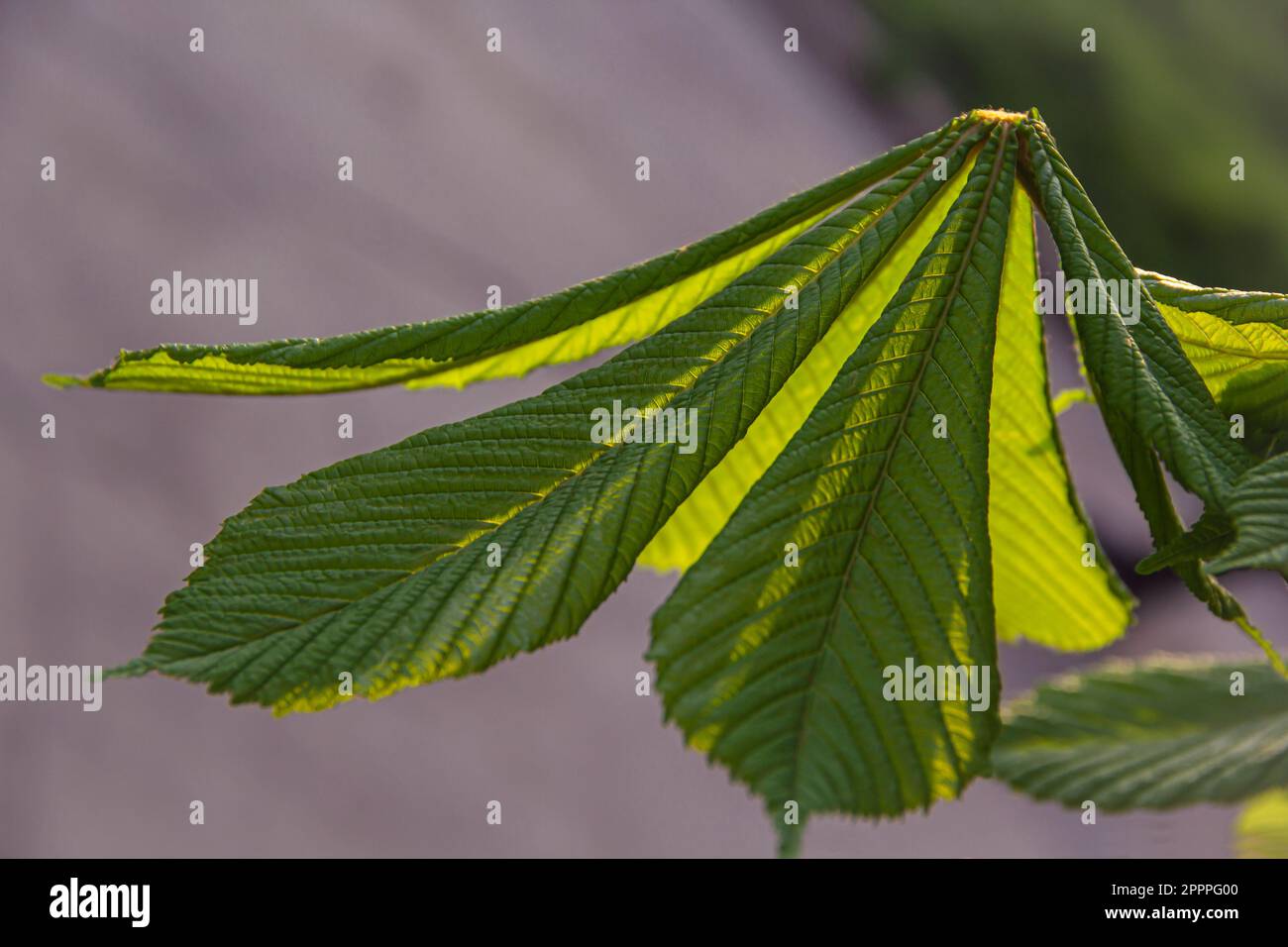 Chestnut leaf close-up. A beautiful fresh green leaf lets in light from ...