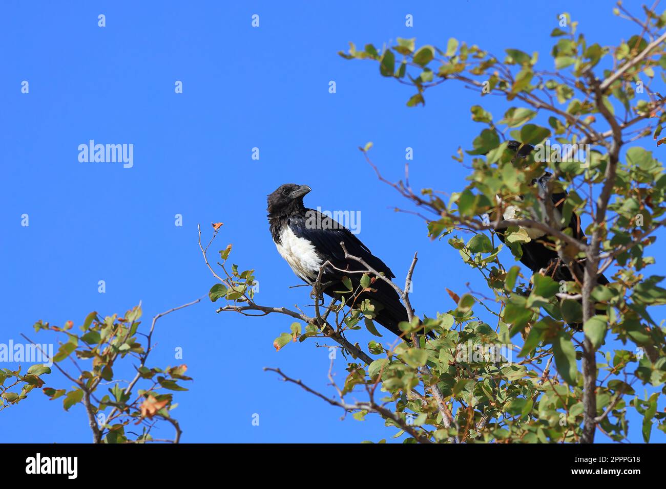 Pied crow perching hi-res stock photography and images - Alamy