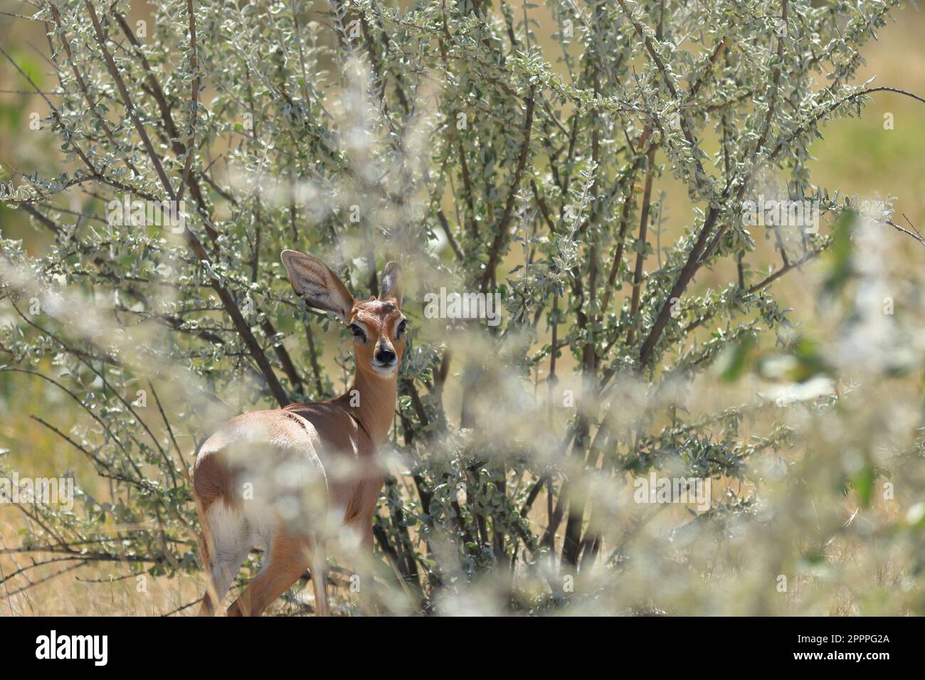 African steenbok hi-res stock photography and images - Alamy