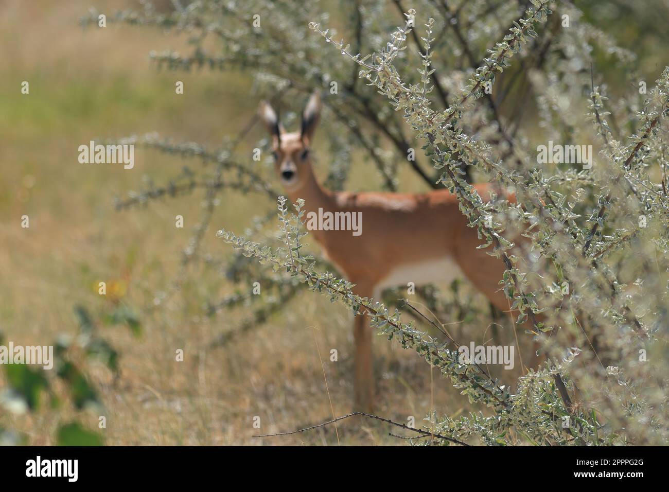 African steenbok hi-res stock photography and images - Alamy