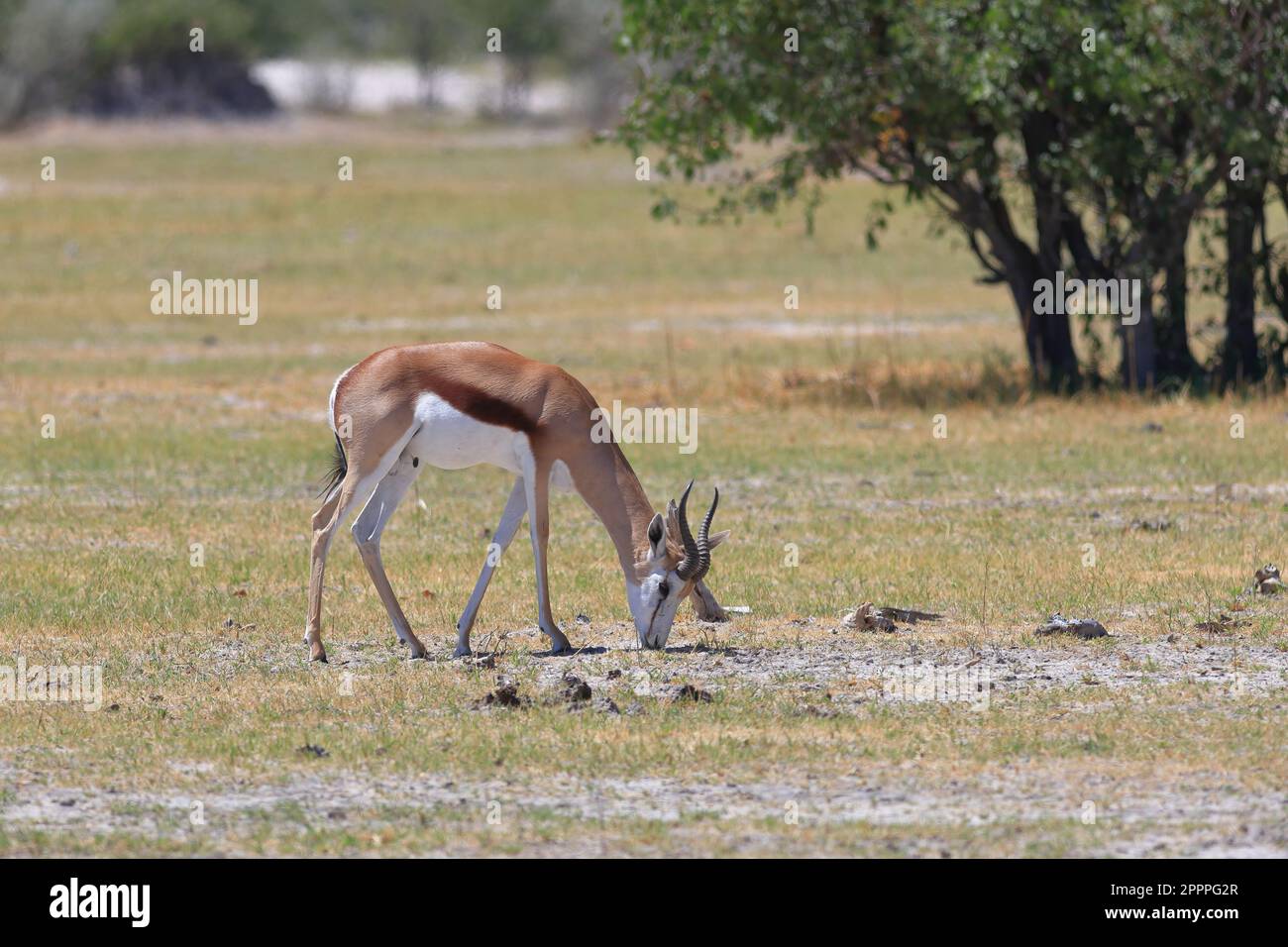 Grazing springbok hi-res stock photography and images - Alamy