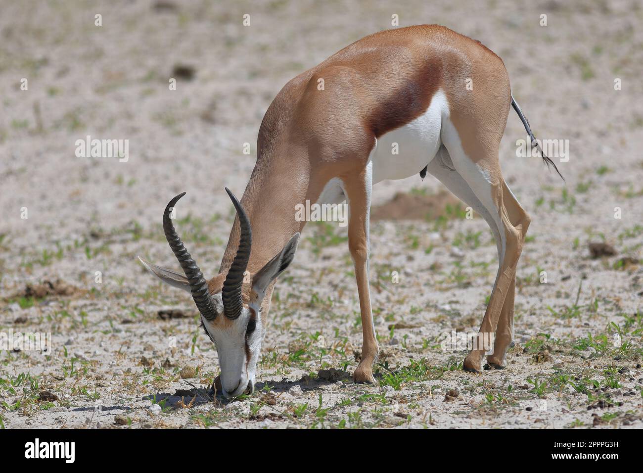grazing springbok in the wild of etosha Stock Photo - Alamy
