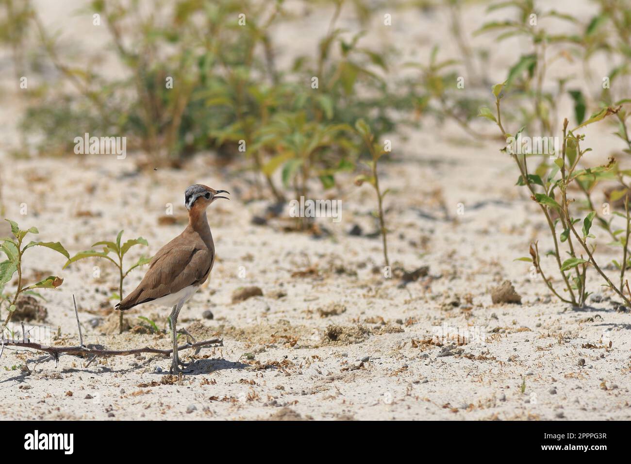 cursorius temminckii in the wild of etosha national park Stock Photo ...
