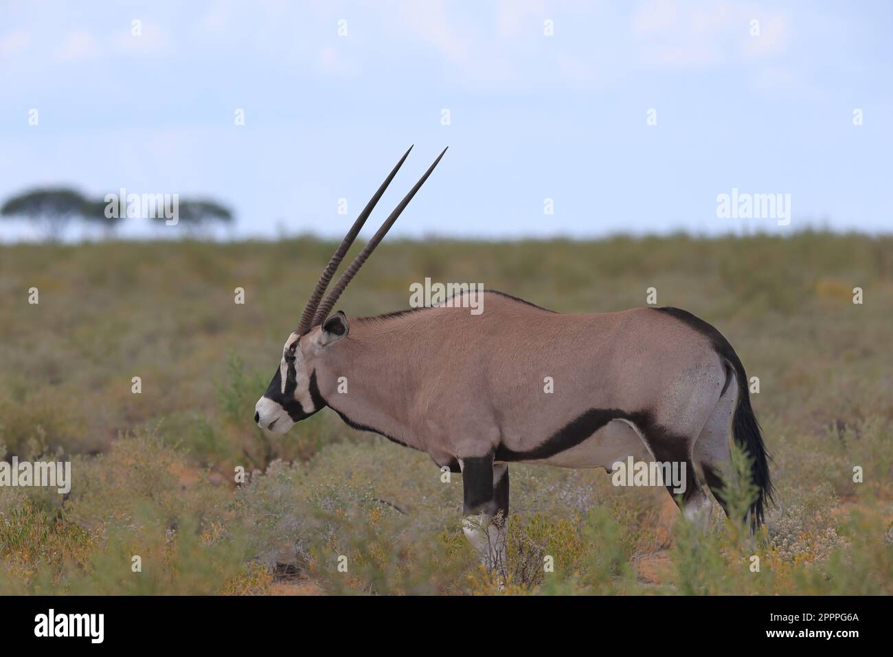 oryx antelope in the wild of etosha Stock Photo - Alamy