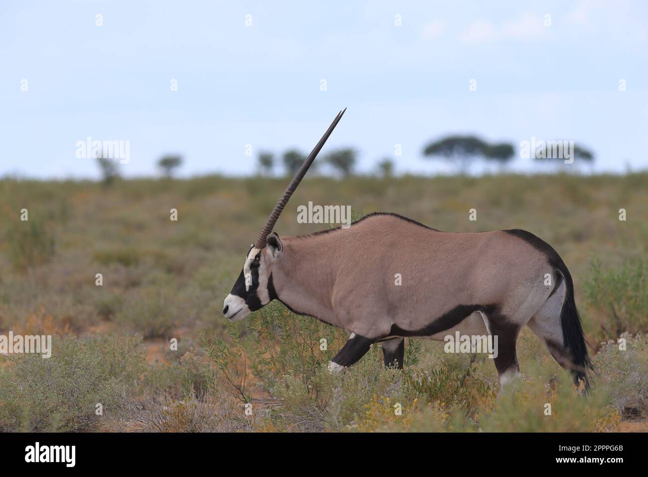 oryx antelope in the wild of etosha Stock Photo - Alamy