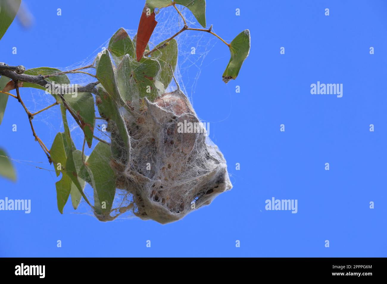 African spider on a leaf hi-res stock photography and images - Alamy
