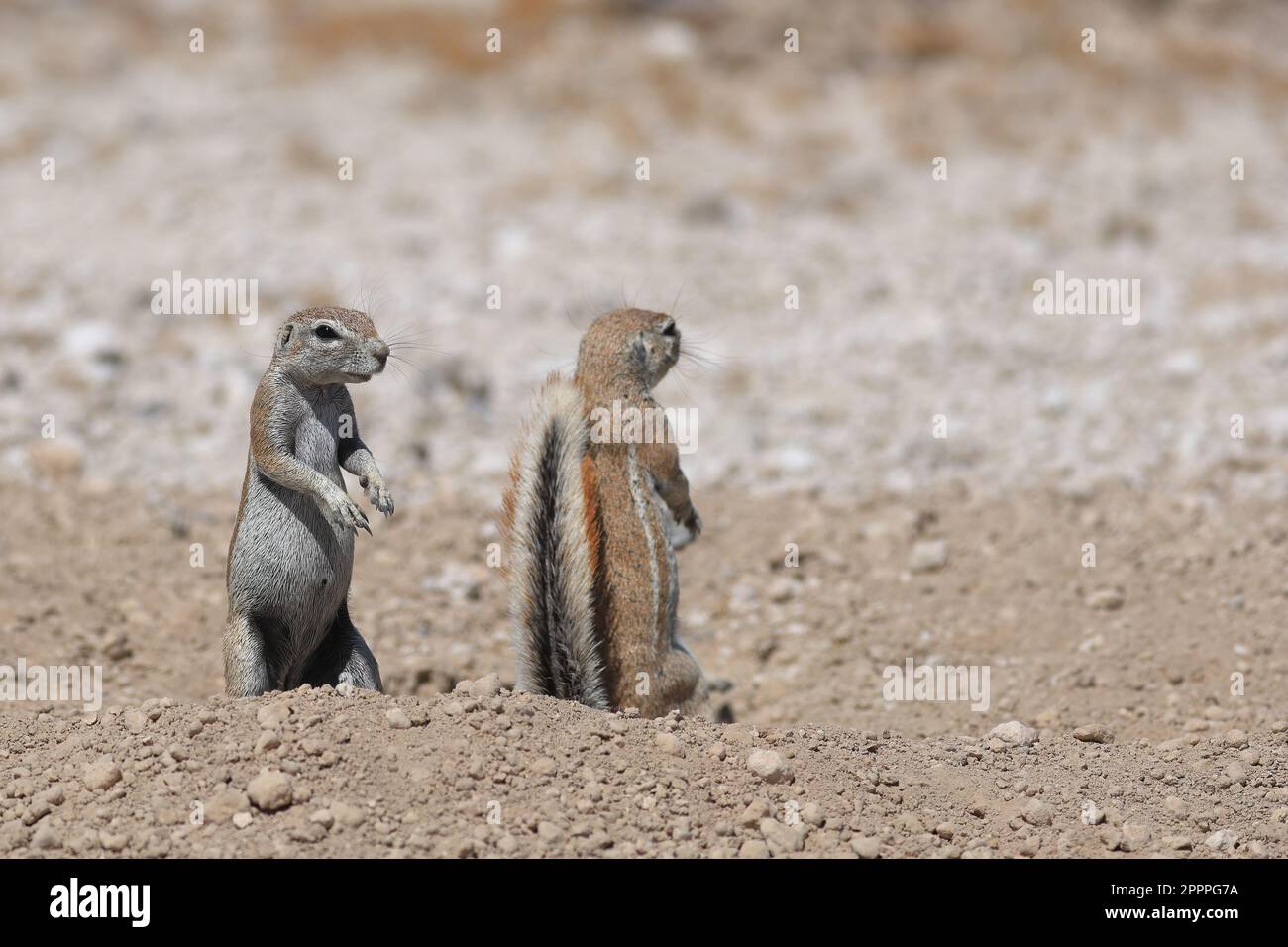 gophers in the wild of etosha Stock Photo - Alamy
