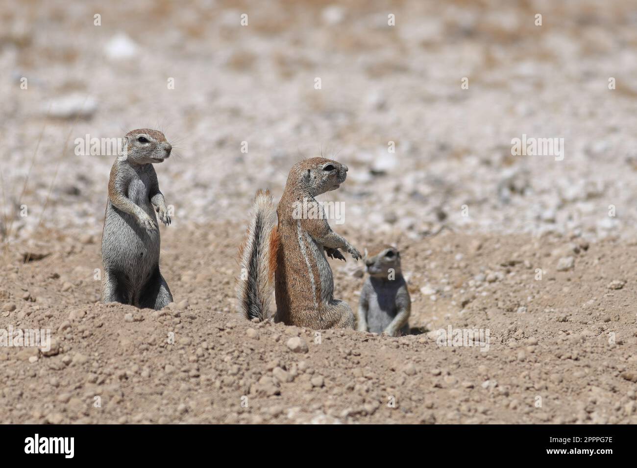 gophers in the wild of etosha Stock Photo - Alamy