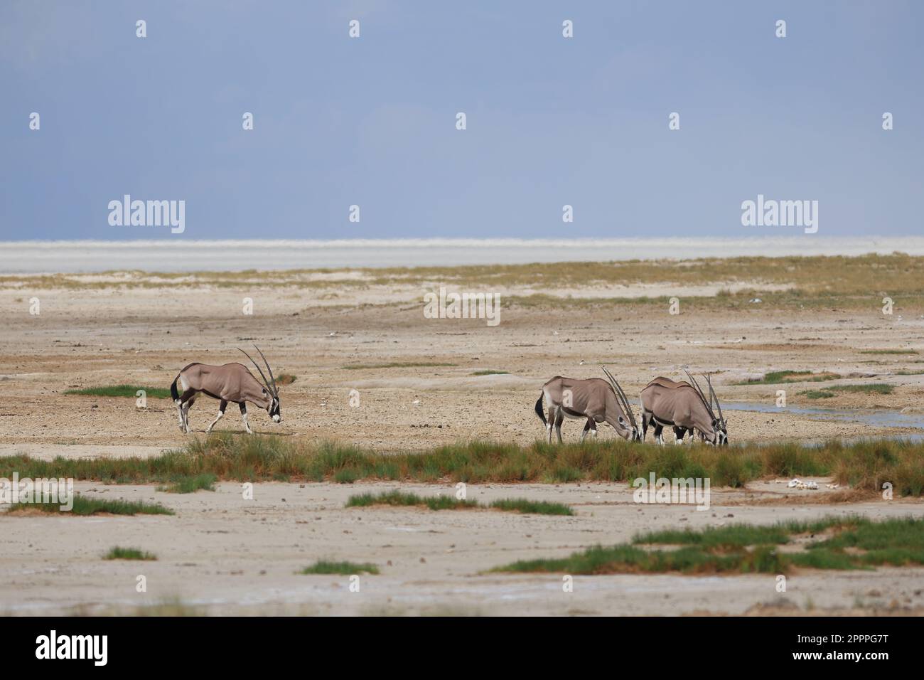 African oryx group hi-res stock photography and images - Alamy
