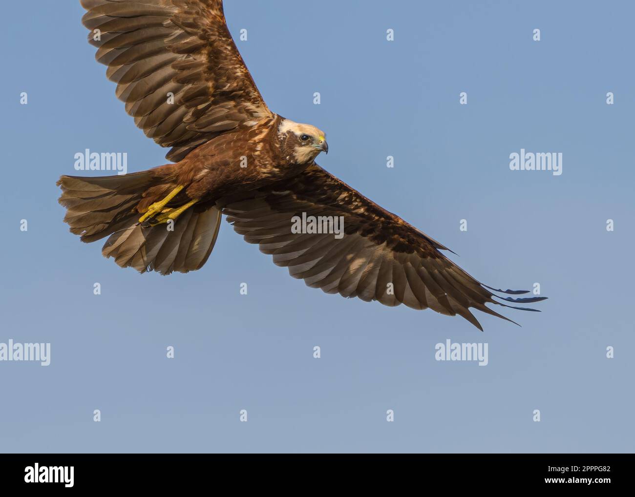 Western marsh harrier (Circus aeruginosus) female bird flying overhead ...