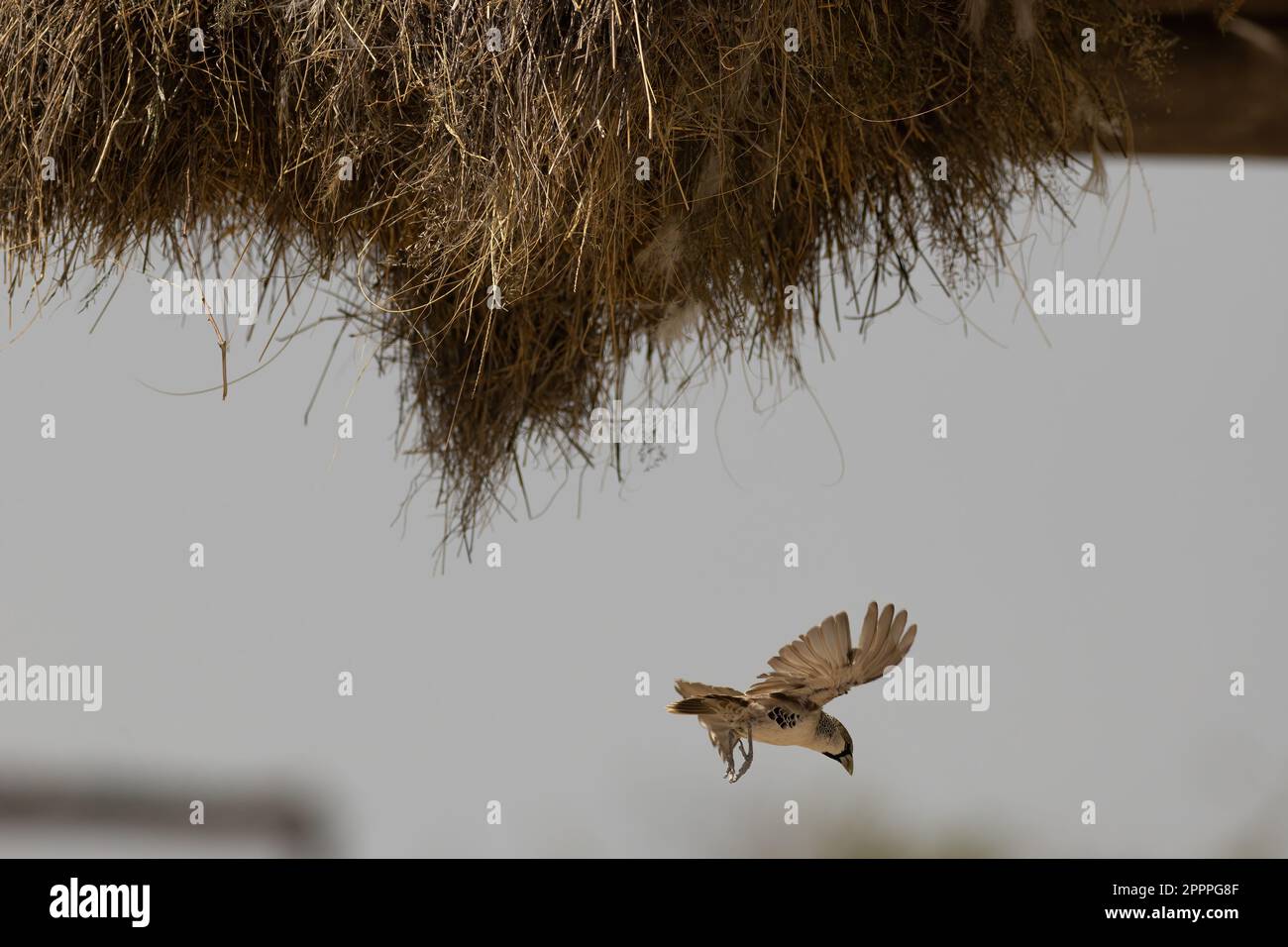 weaver flying flying away from its nest in etosha Stock Photo - Alamy