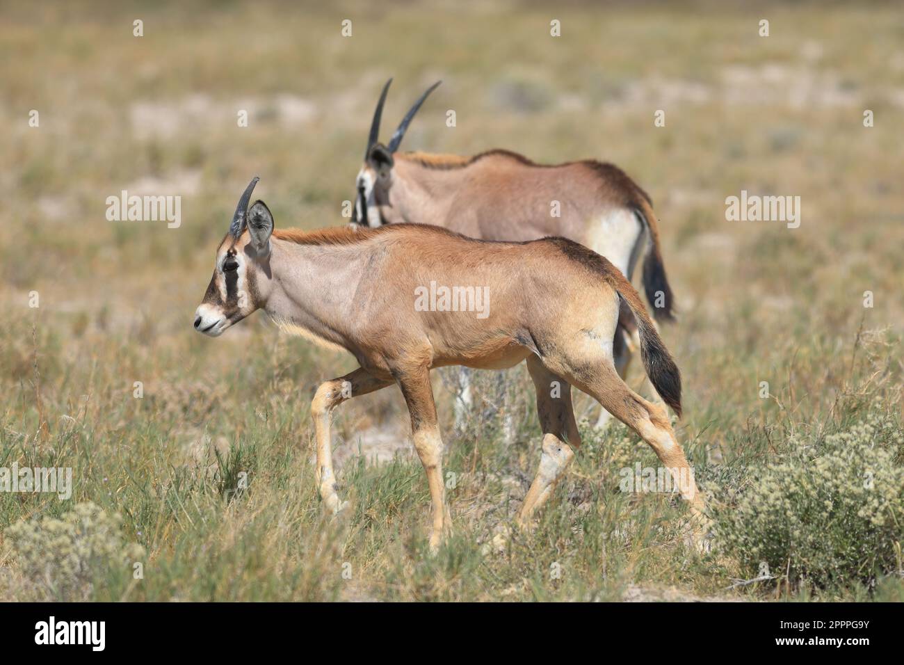 Oryx in savannah etosha hi-res stock photography and images - Alamy