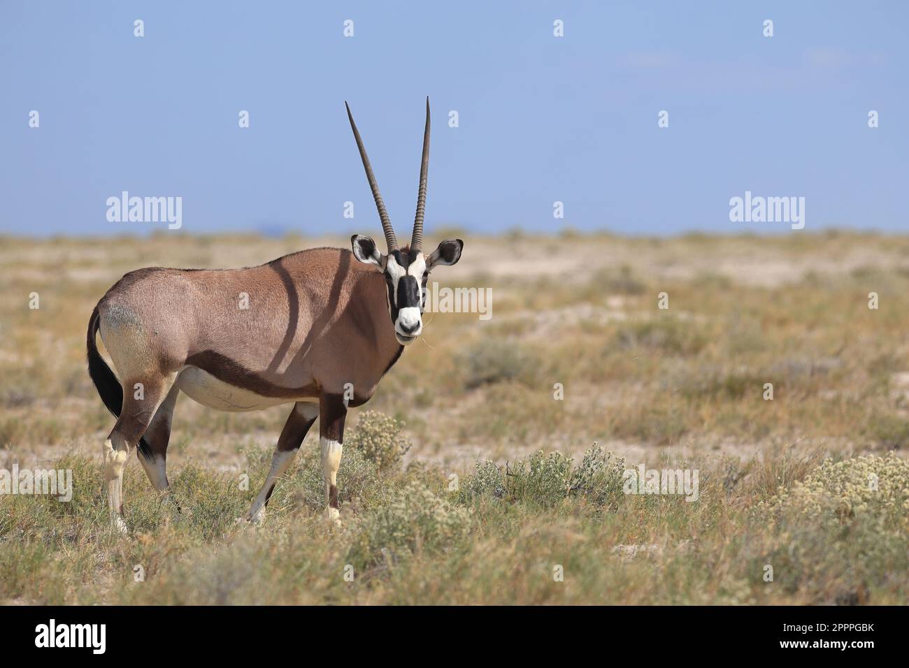 Oryx antelope hi-res stock photography and images - Alamy