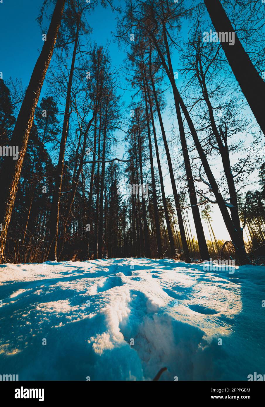 path in winter forest, view from low ground Stock Photo - Alamy