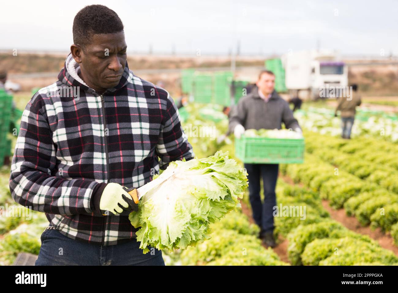African farmer harvesting green leaf lettuce Stock Photo - Alamy