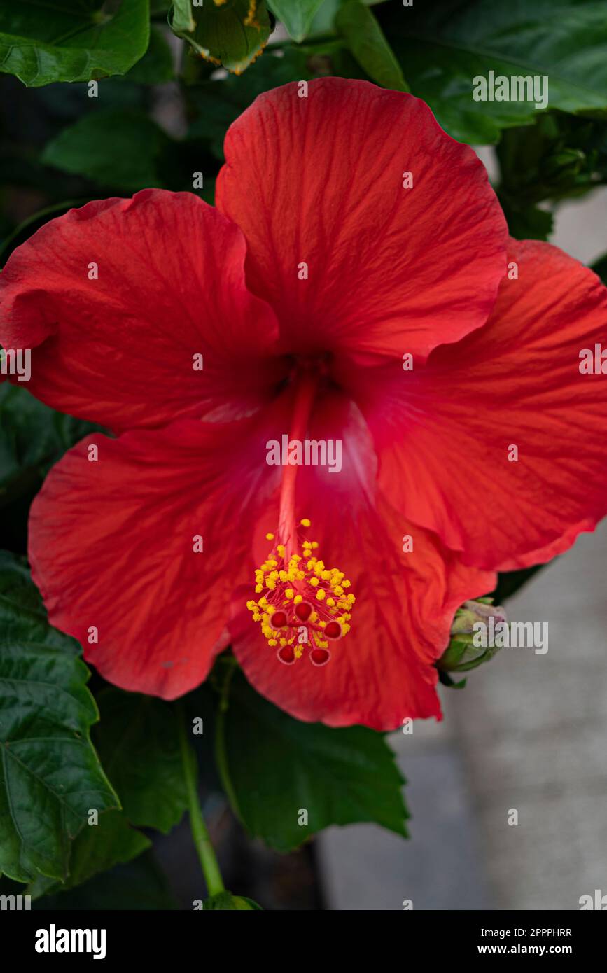 Hibiscus is a genus of flowering plants in the mallow family, Malvaceae ...