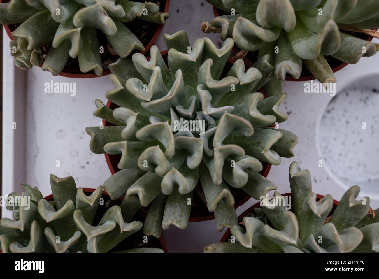 Perfectly arrange succulent in a clay pot with peebles Stock Photo - Alamy