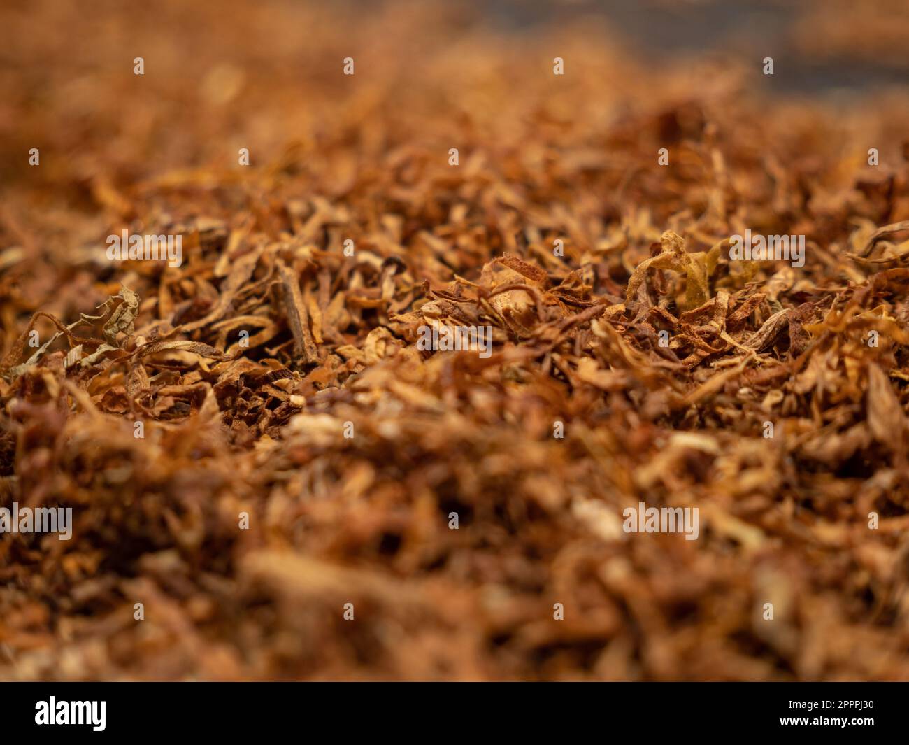 Dry smoking tobacco. Lots of smoking tobacco. Tobacco close-up Stock ...