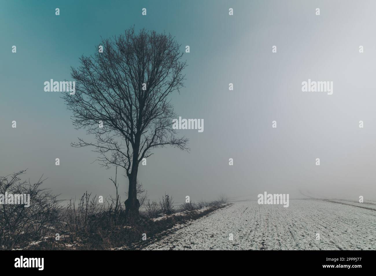 Tree trees field fog hi-res stock photography and images - Alamy