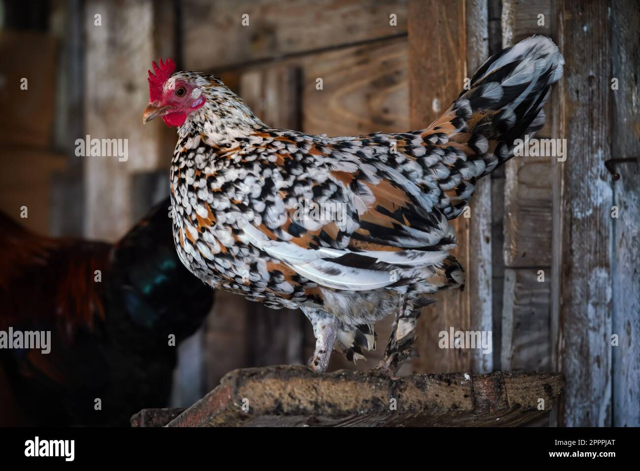 Small spotted bantam chicken hen with bright red comb, closeup detail ...