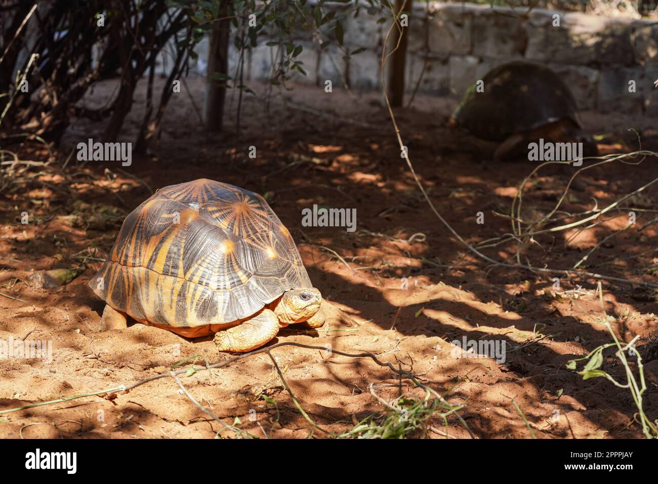 Radiated tortoise - Astrochelys radiata - critically endangered turtle ...