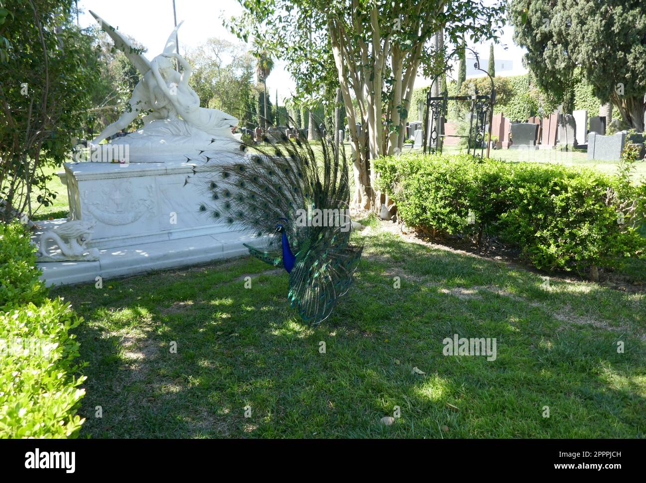 Los Angeles, California, USA 20th April 2023 A Peacock at Hollywood Forever Cemetery on April 20 ...
