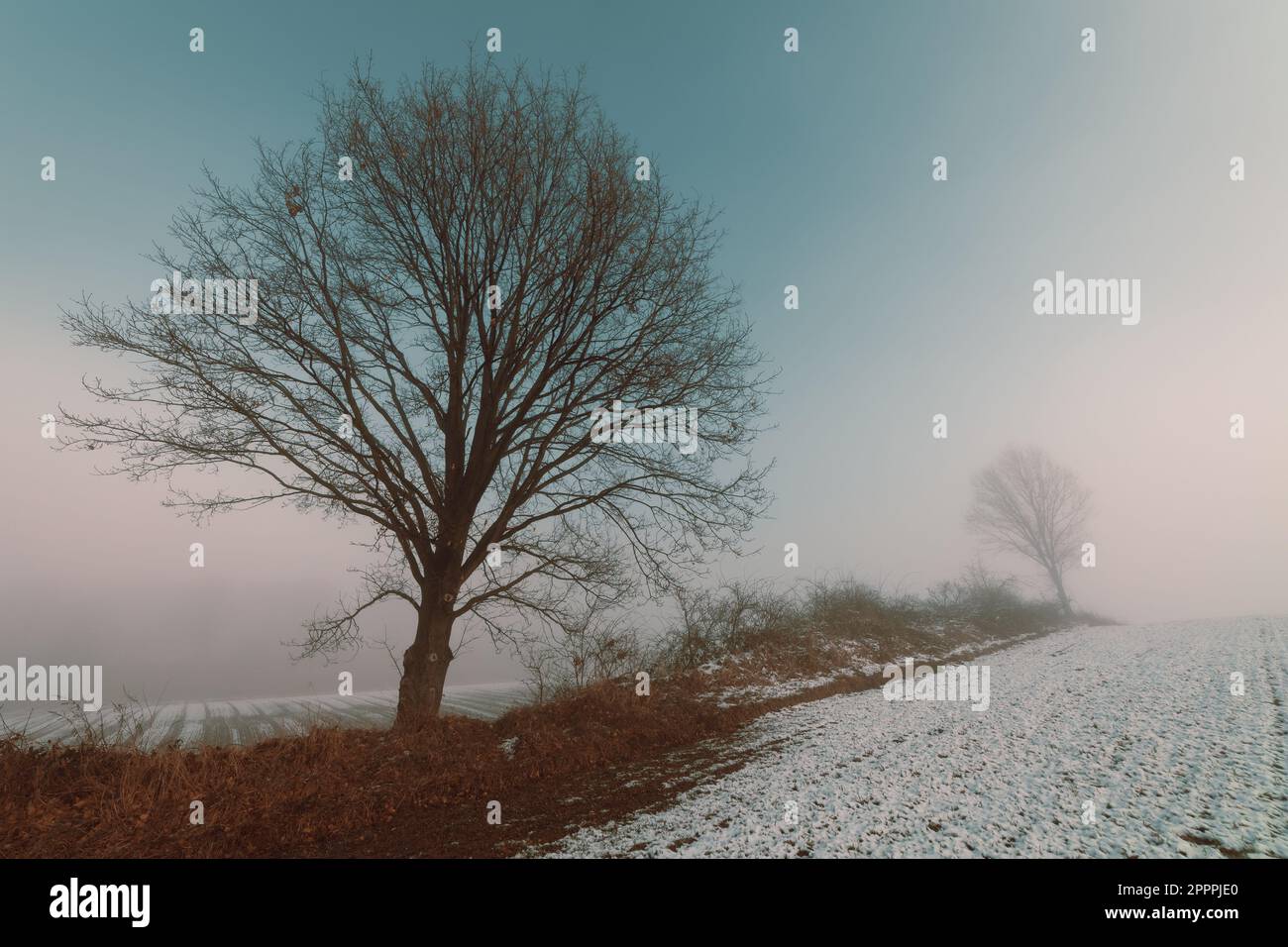 Snowy trees with fog at sunrise hi-res stock photography and images - Alamy