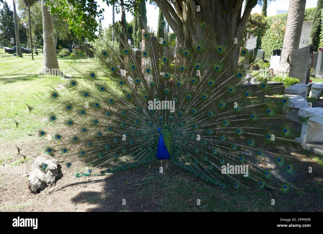 Los Angeles, California, USA 20th April 2023 A Peacock at Hollywood Forever Cemetery on April 20 ...